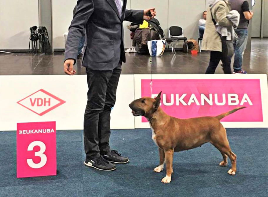 World Dog Show Leipzig Germany – Hepsterix Bull Terrier Kennel