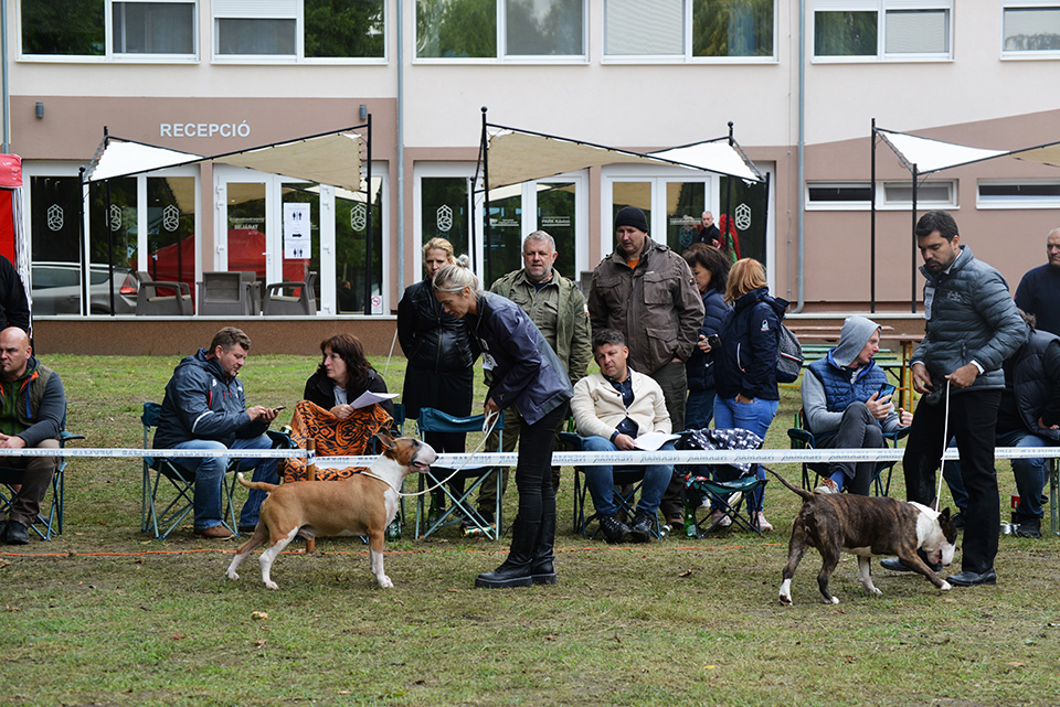 X. Central European Bull Terrier Club & Trophy Show, Tata, Hungary ...