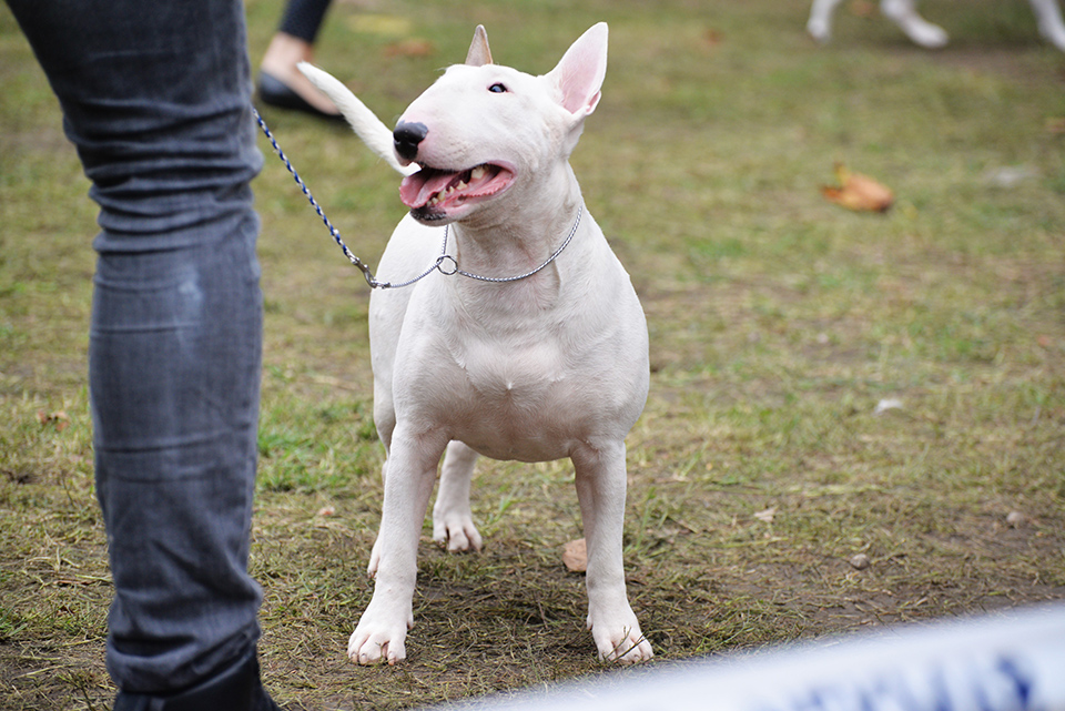 X. Central European Bull Terrier Club & Trophy Show, Tata, Hungary ...