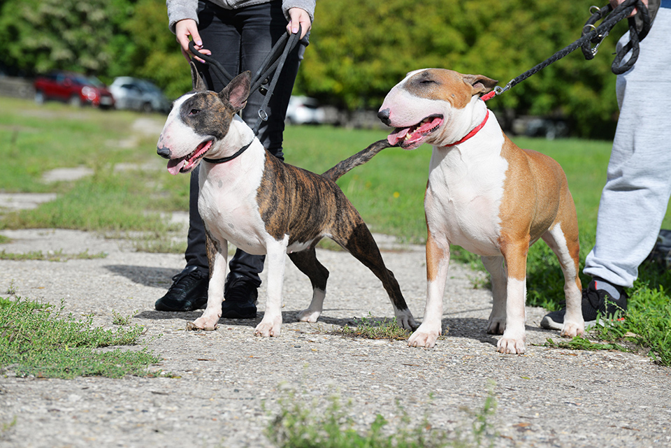 X. Central European Bull Terrier Club & Trophy Show, Tata, Hungary ...