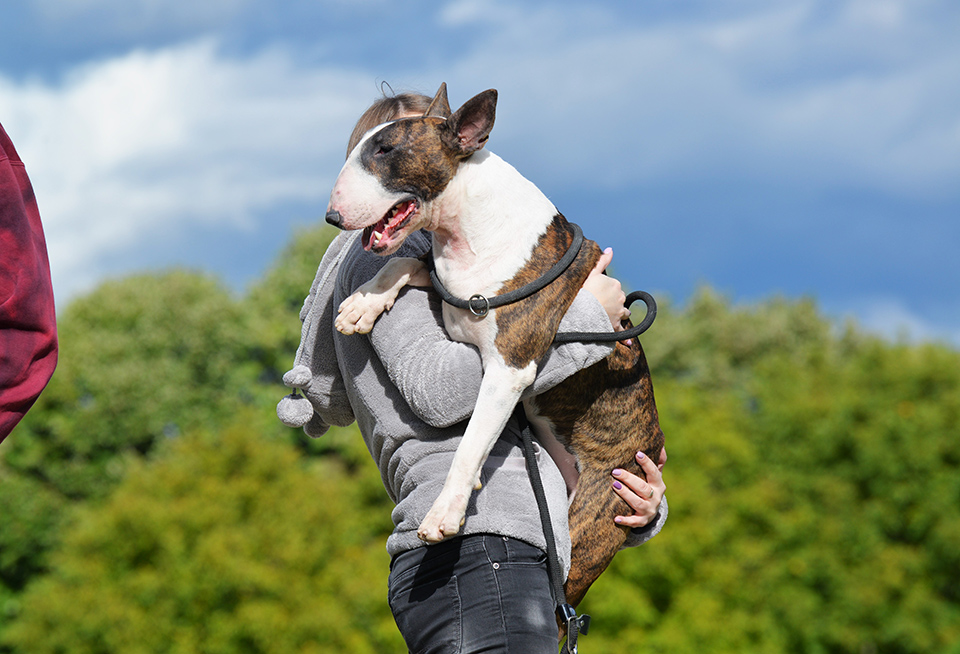 X. Central European Bull Terrier Club & Trophy Show, Tata, Hungary ...