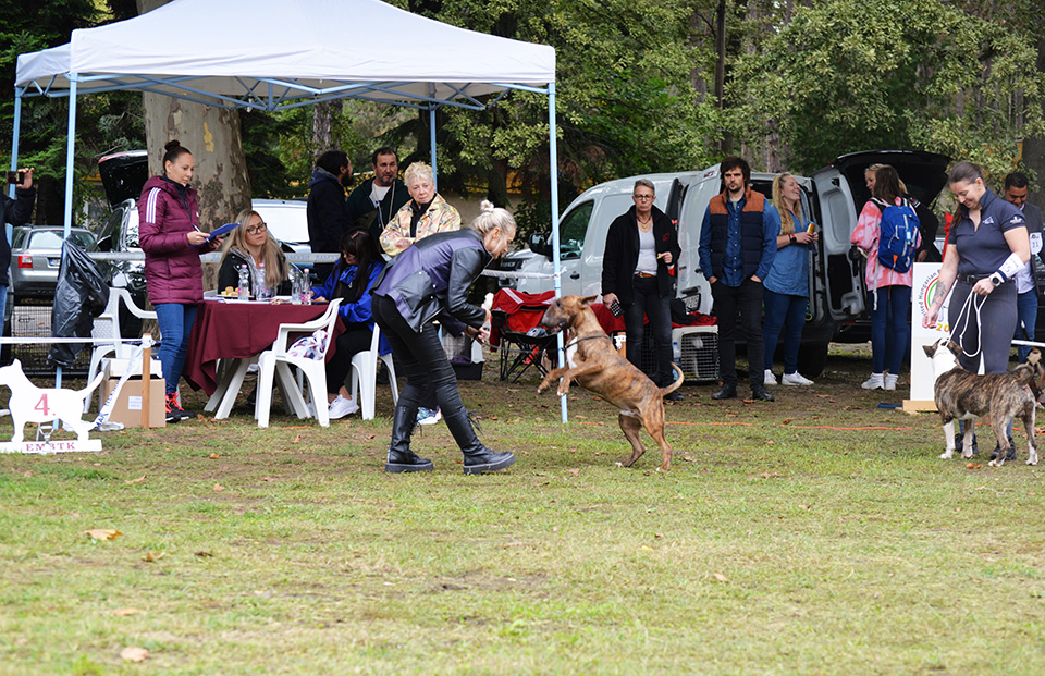 X. Central European Bull Terrier Club & Trophy Show, Tata, Hungary ...