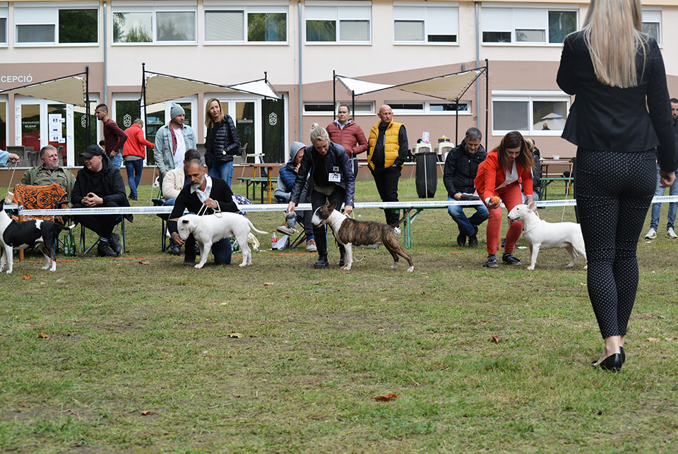 X. Central European Bull Terrier Club & Trophy Show, Tata, Hungary ...