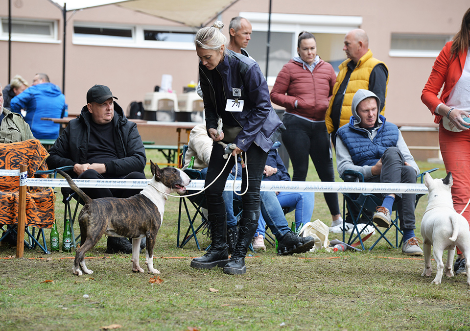 X. Central European Bull Terrier Club & Trophy Show, Tata, Hungary ...