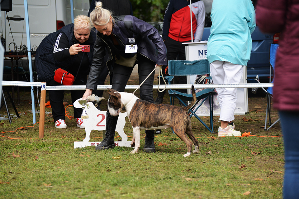 X. Central European Bull Terrier Club & Trophy Show, Tata, Hungary ...
