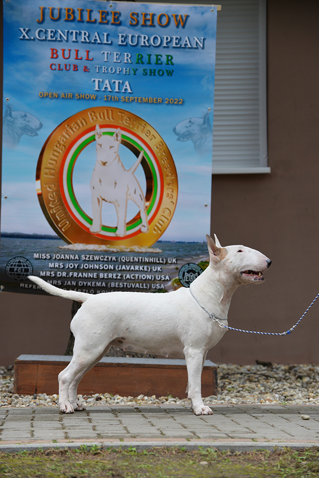 X. Central European Bull Terrier Club & Trophy Show, Tata, Hungary ...