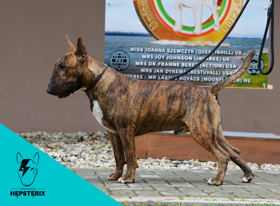 X. Central European Bull Terrier Club & Trophy Show, Tata, Hungary ...
