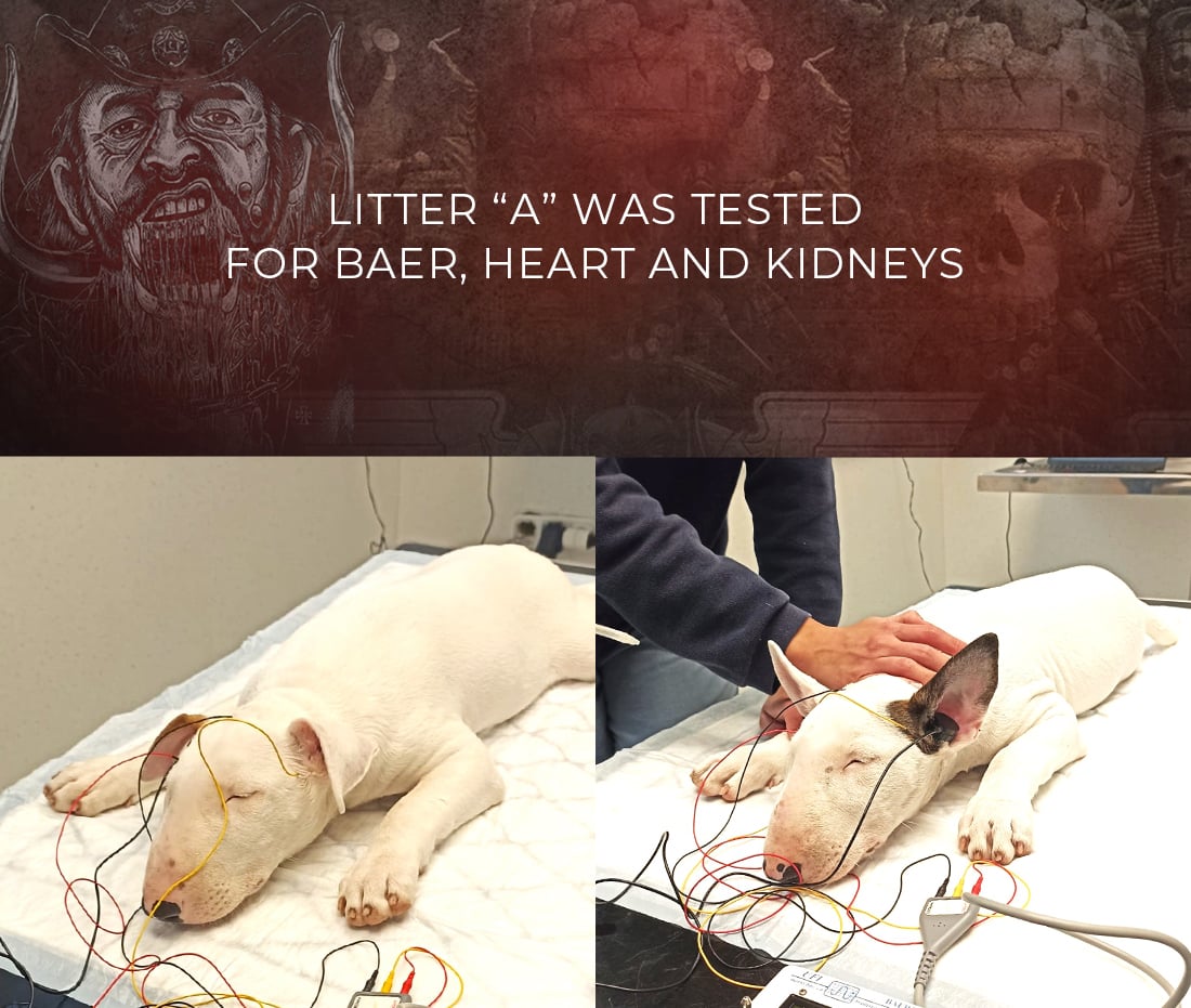 Bullfix Litter – Hepsterix Bull Terrier Kennel